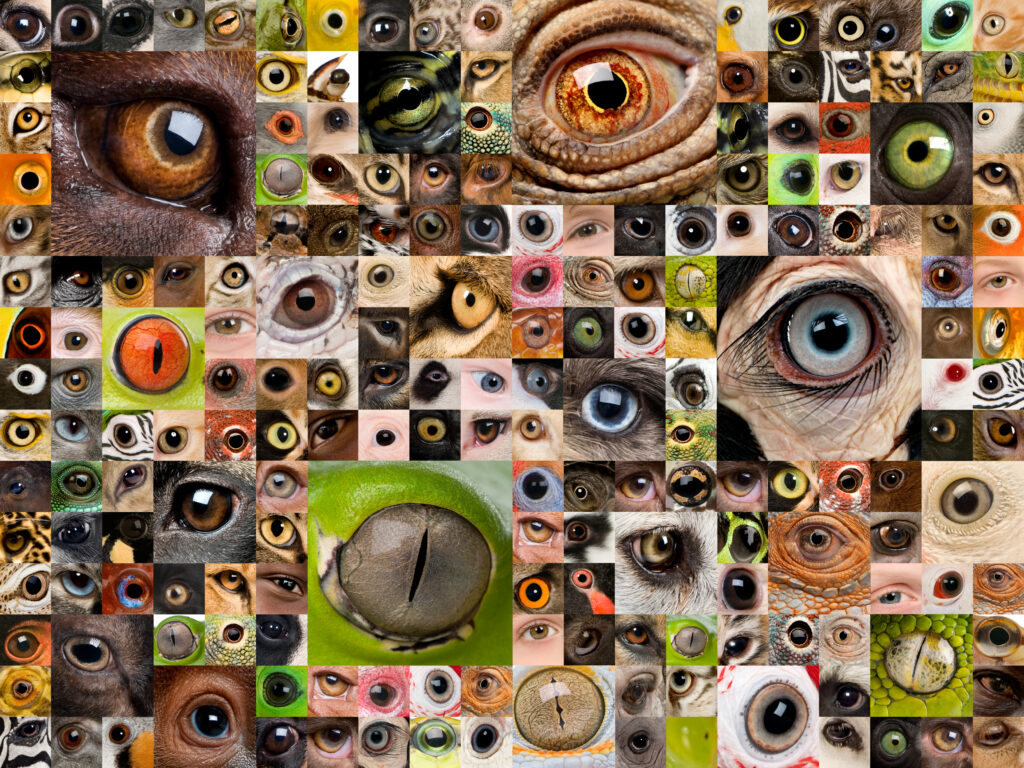 curiosidades sobre los ojos animales