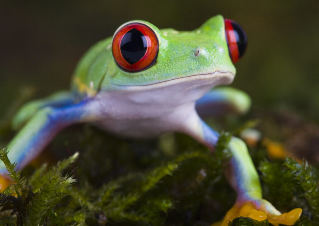 los misteriosos ojos de un anfibio