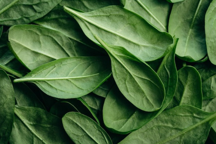 Las espinacas: poderosas aliadas para preservar la salud visual.